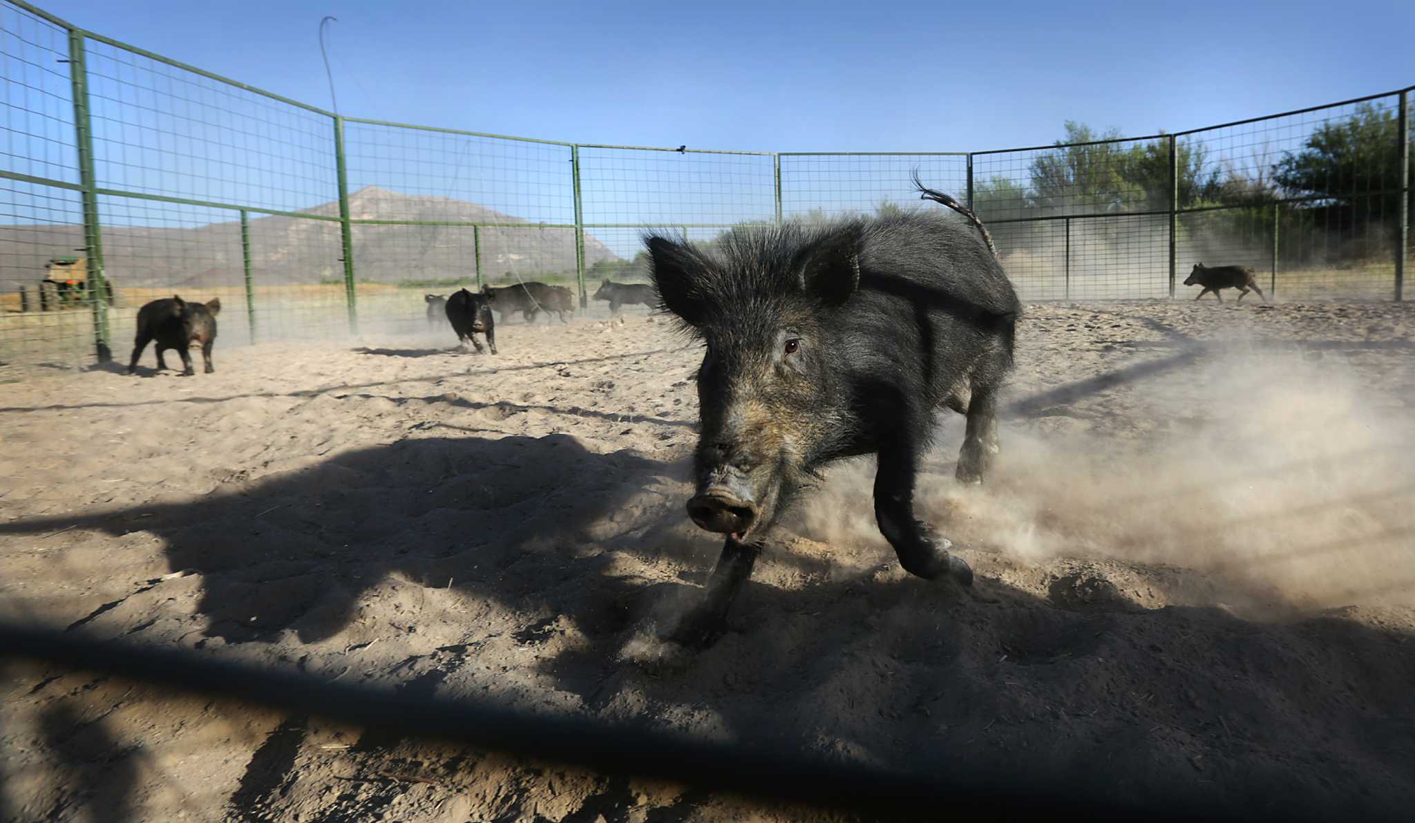 Small hog hitches ride on kayak on Texas river