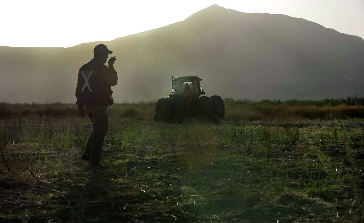 'Hog apocalypse': Texas Ag Commissioner approves killing feral hogs with poison