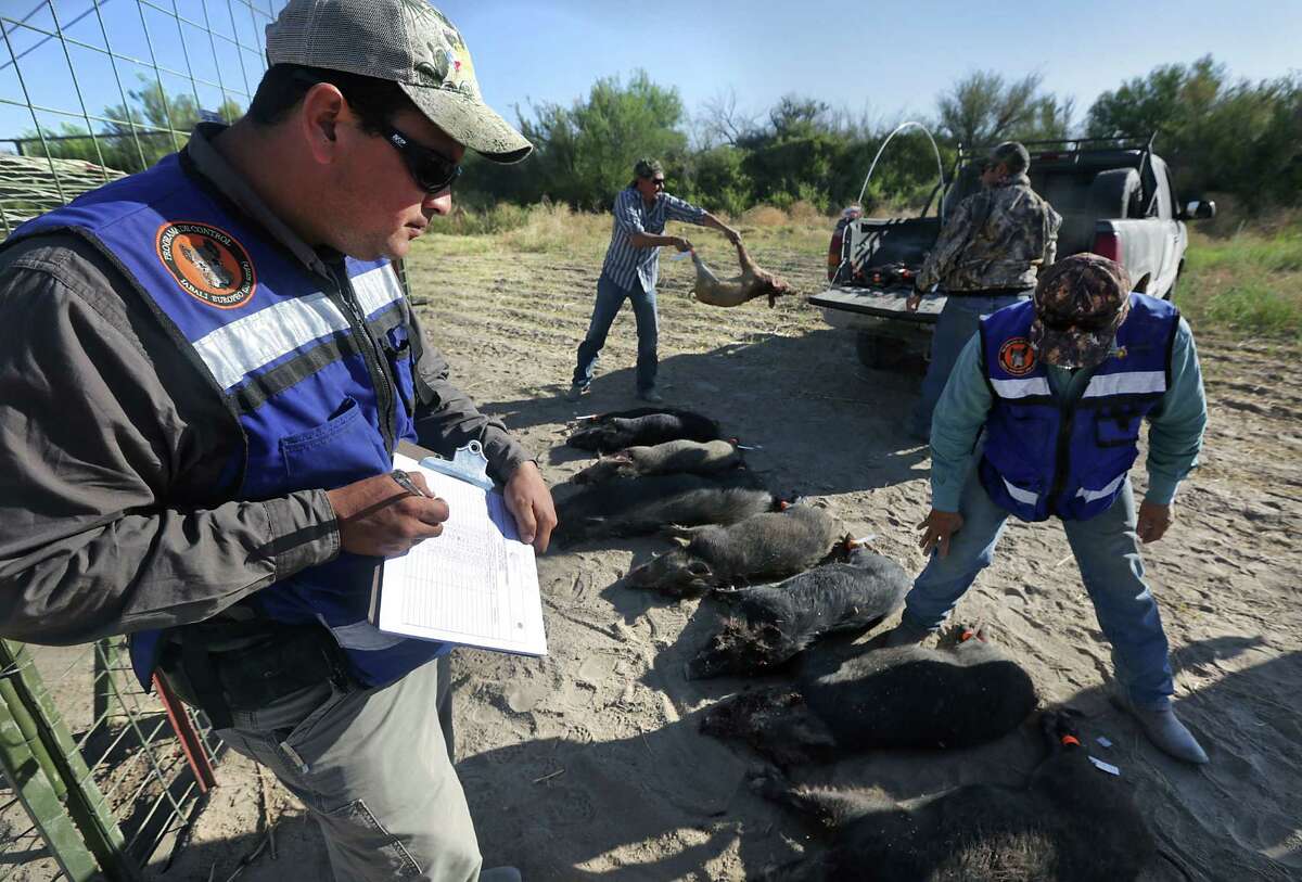 'Hog apocalypse': Texas Ag Commissioner approves killing feral hogs with poison