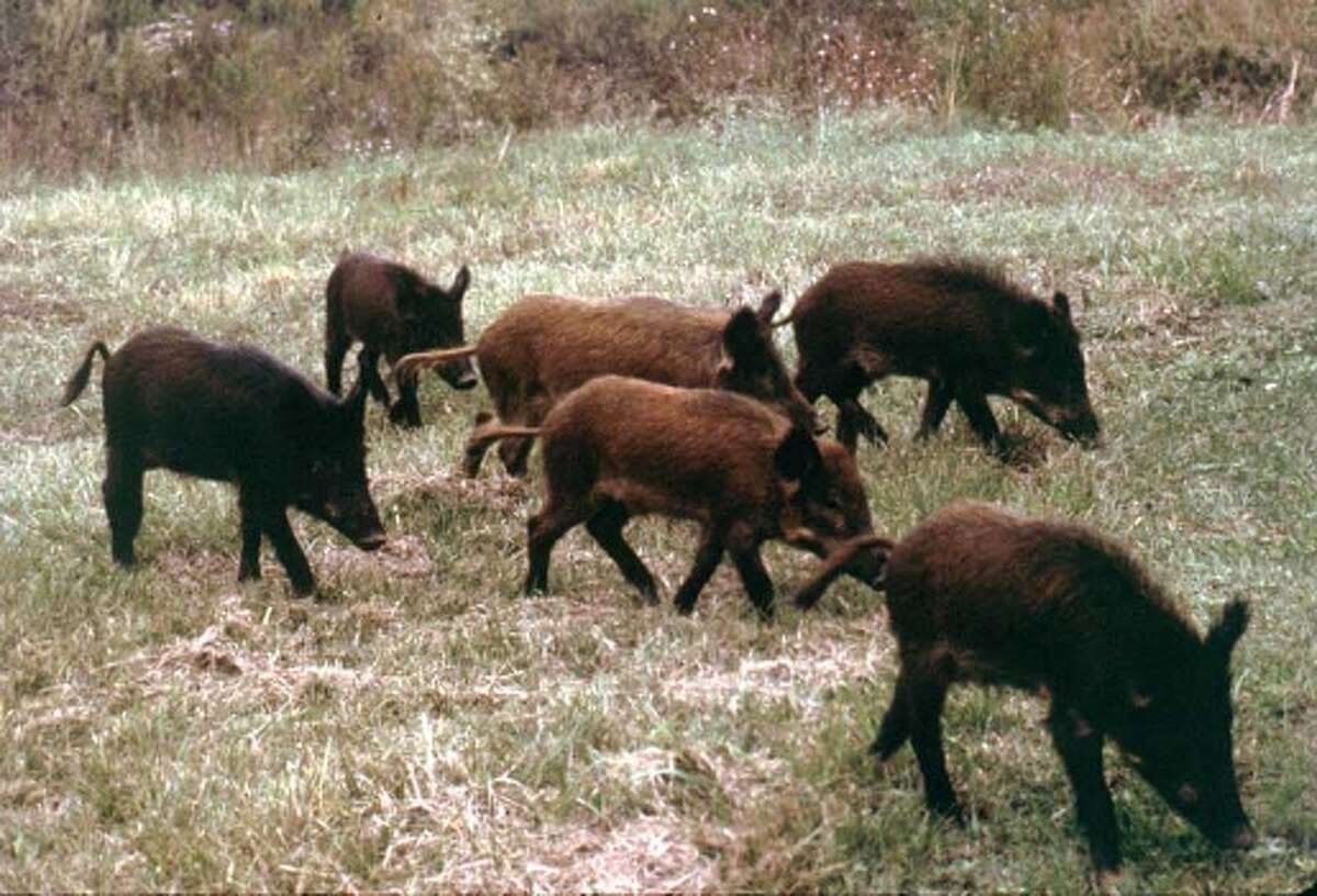Feral hogs appearing in Kingwood, other suburban Houston neighborhoods