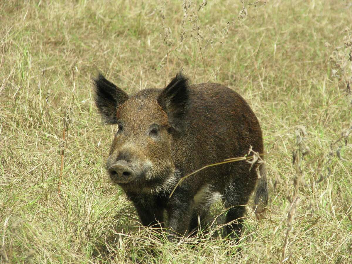 Feral hogs appearing in Kingwood, other suburban Houston neighborhoods