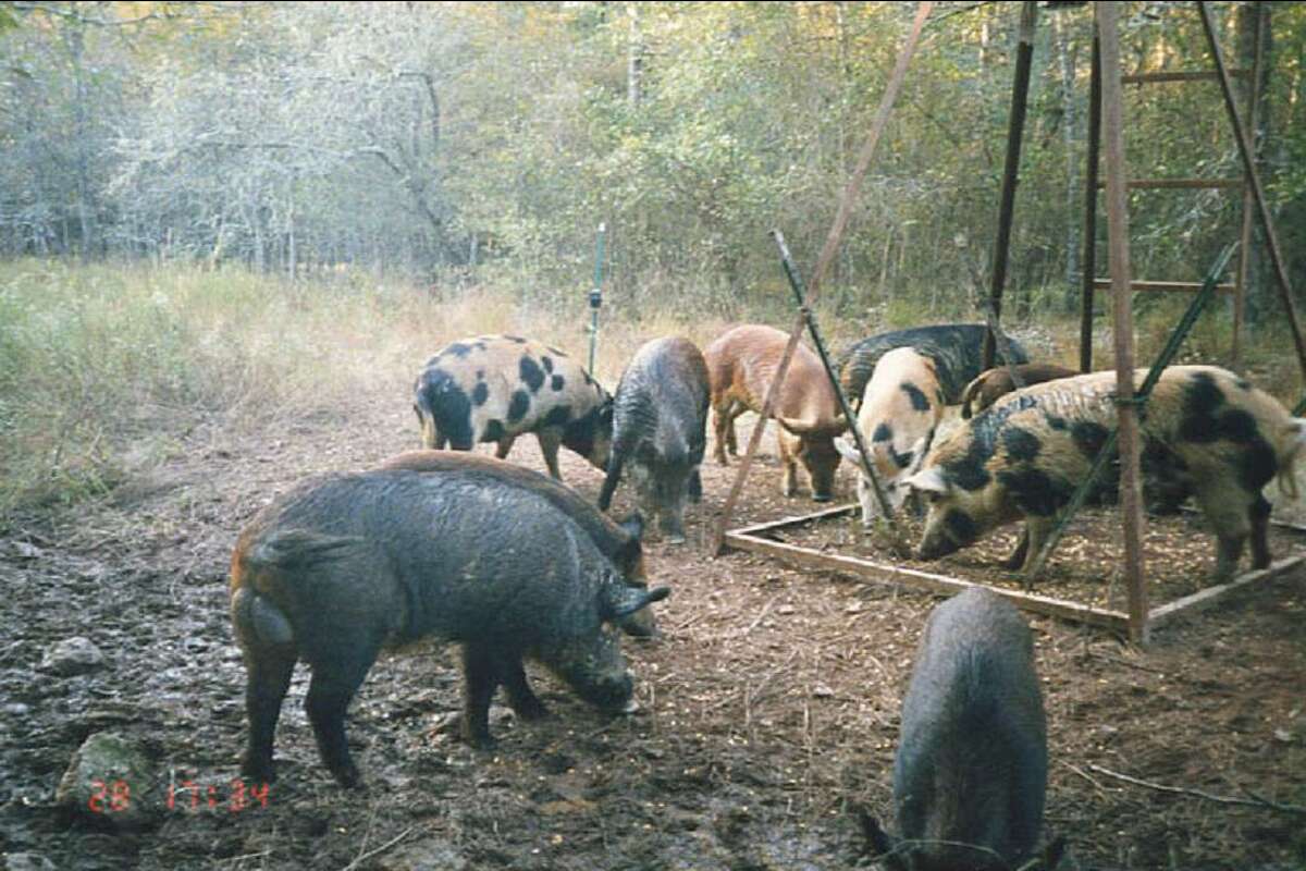 Feral hogs appearing in Kingwood, other suburban Houston neighborhoods