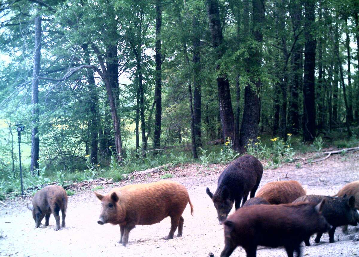 Feral hogs appearing in Kingwood, other suburban Houston neighborhoods