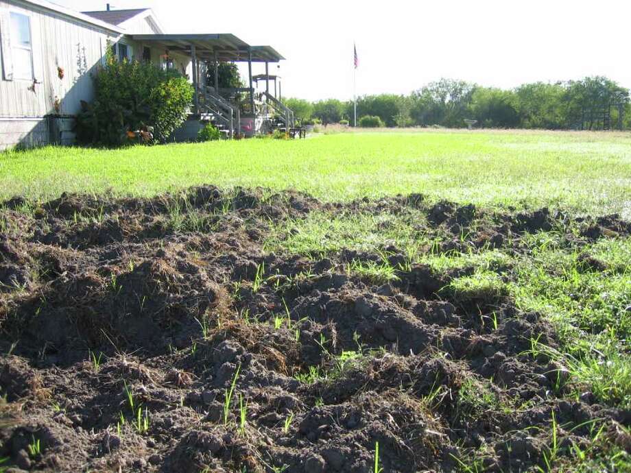 Feral hogs appearing in Kingwood, other suburban Houston neighborhoods ...