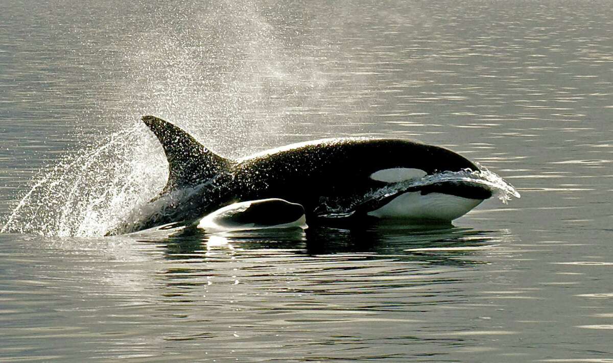 Islands of Orcas and Eagles