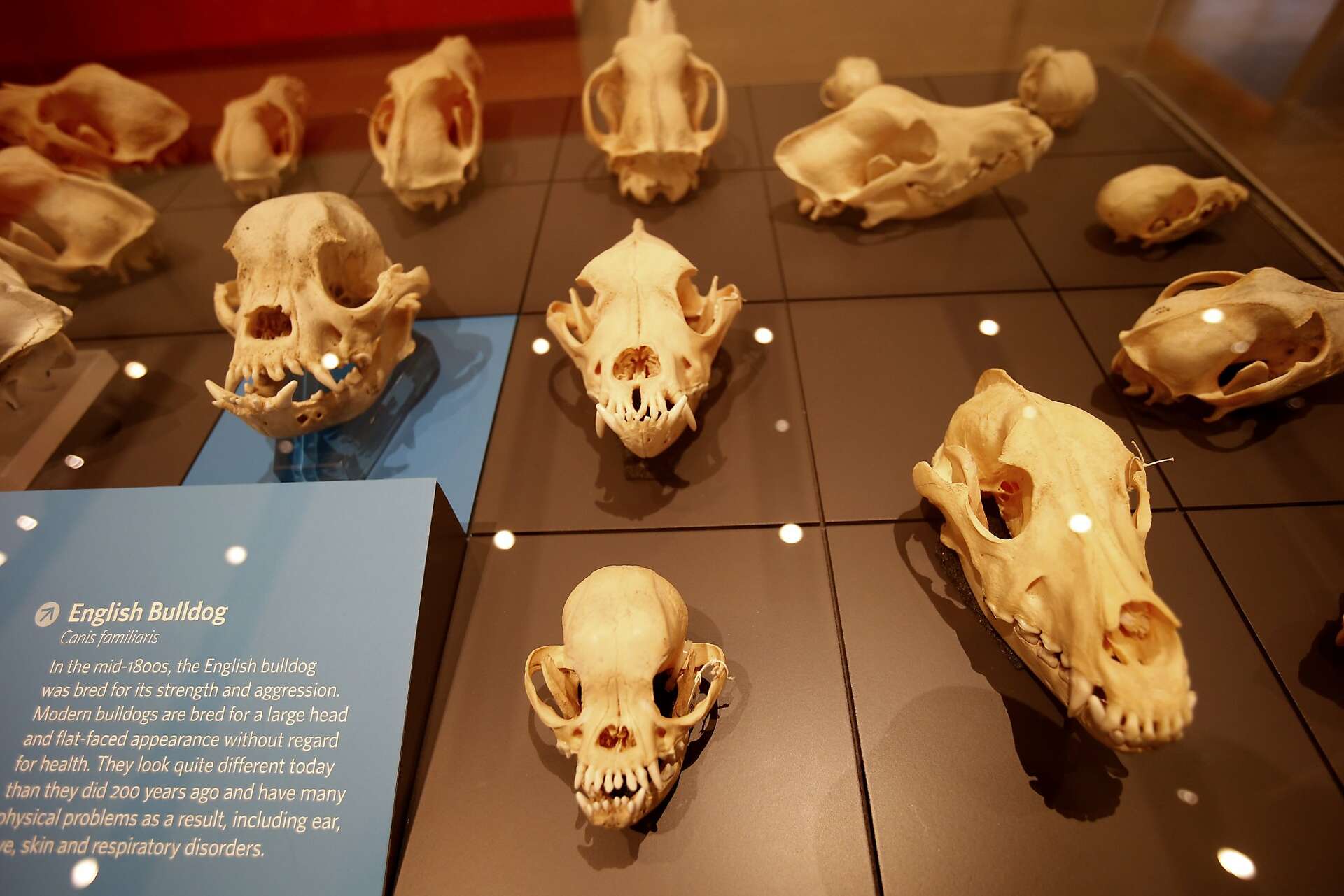 Academy of Sciences display: Skulls tell life stories