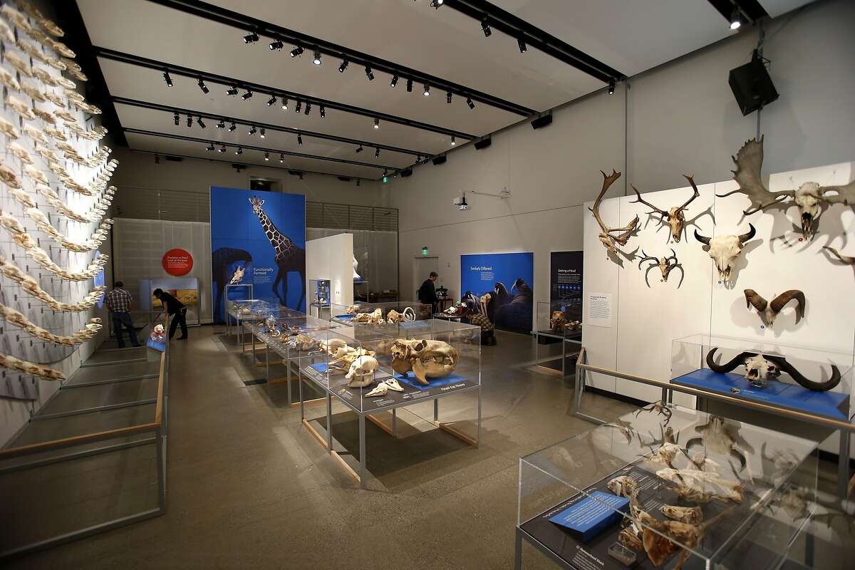 Academy of Sciences display: Skulls tell life stories