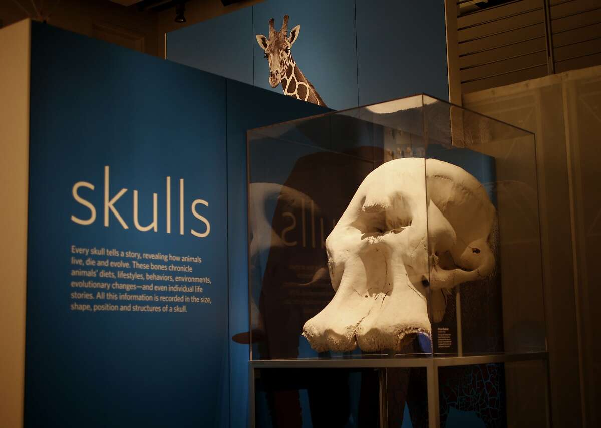 Academy of Sciences display: Skulls tell life stories