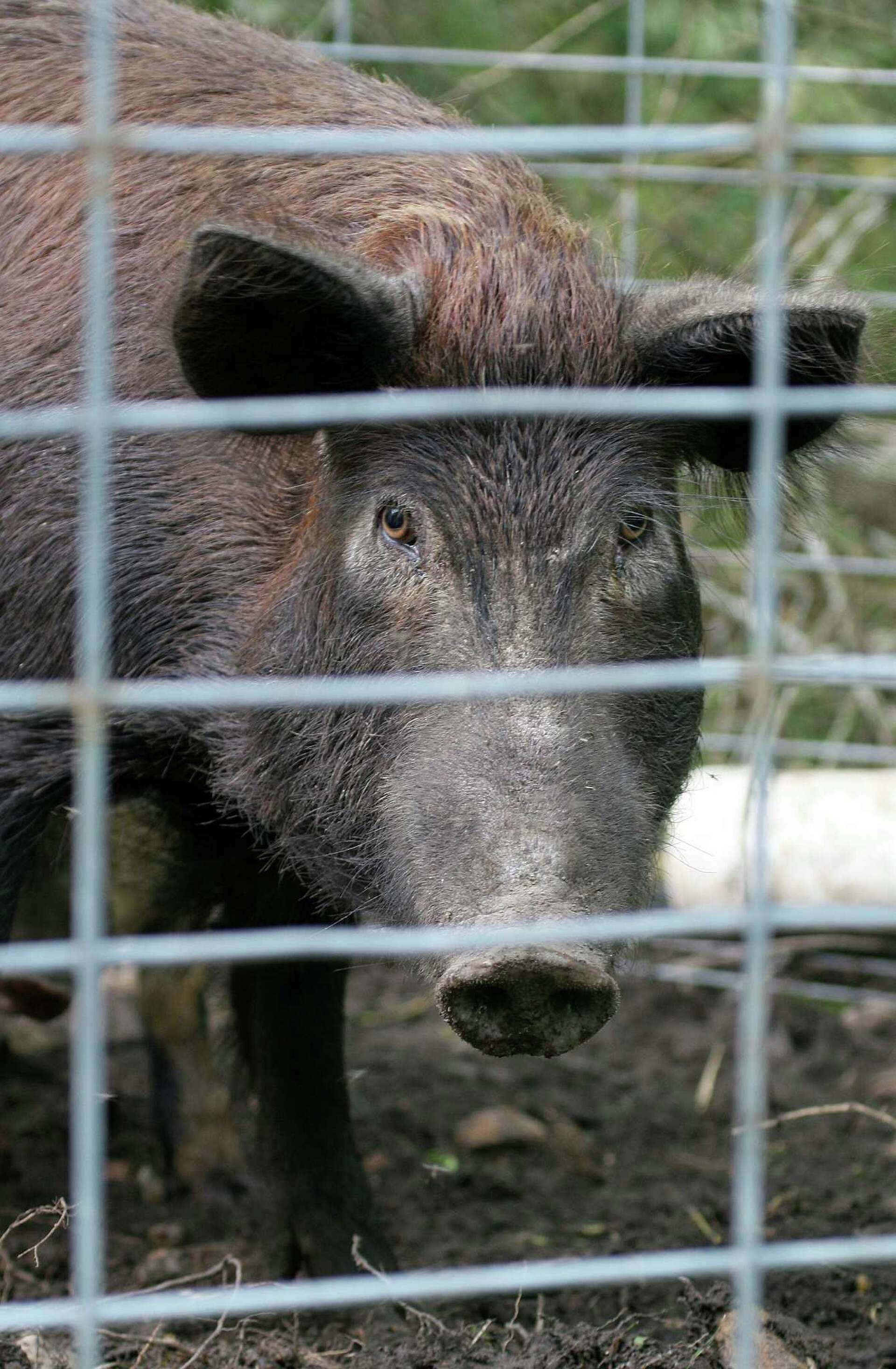 Will lethal poisons dropped on feral hogs harm other critters?