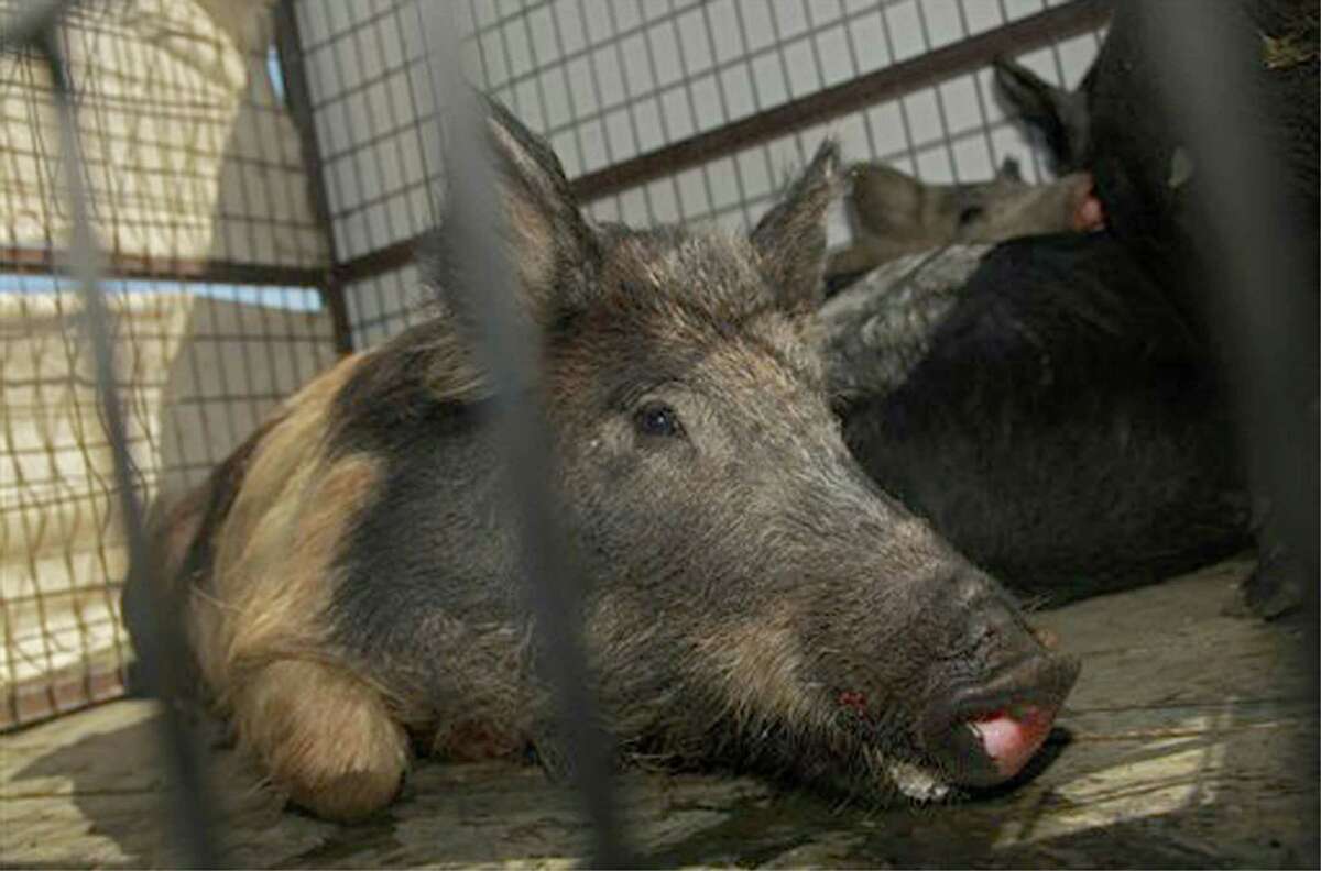 'Gargantuan' wild hog weighing nearly 800 pounds caught in Texas
