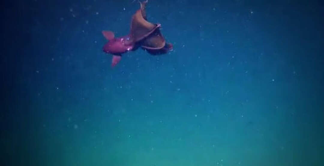 Deep sea explorers treated to rare Gulf sighting of Vampire Squid of Hell