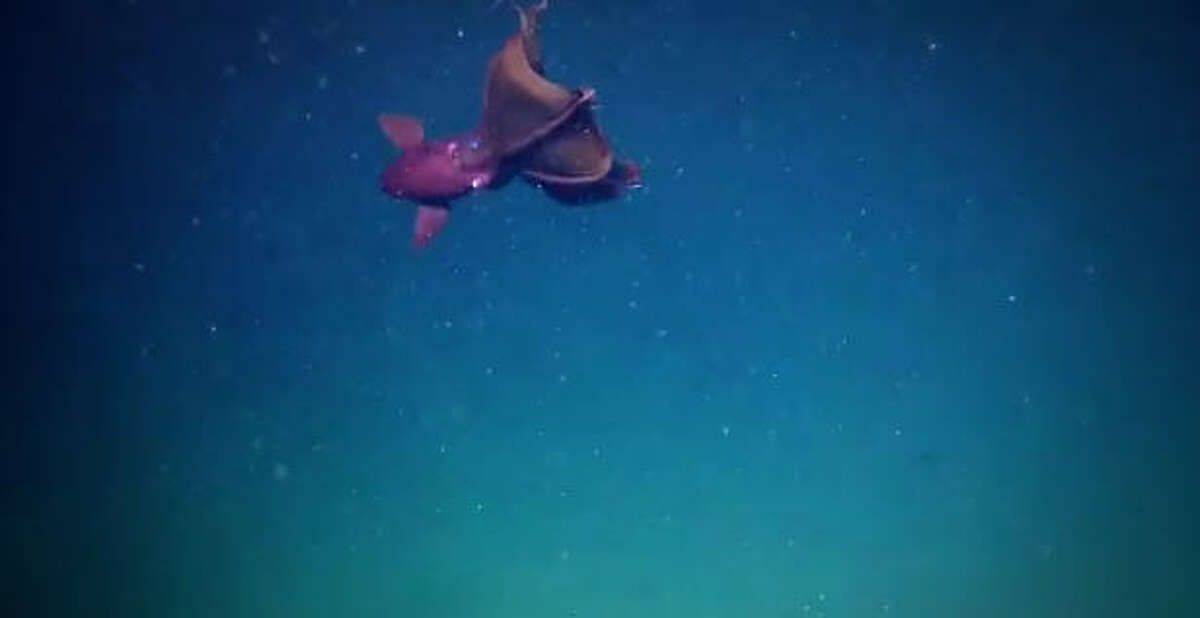Deep sea explorers treated to rare Gulf sighting of Vampire Squid of Hell