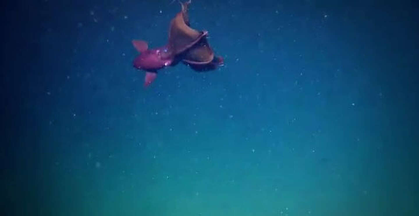 Deep sea explorers treated to rare Gulf sighting of Vampire Squid of Hell