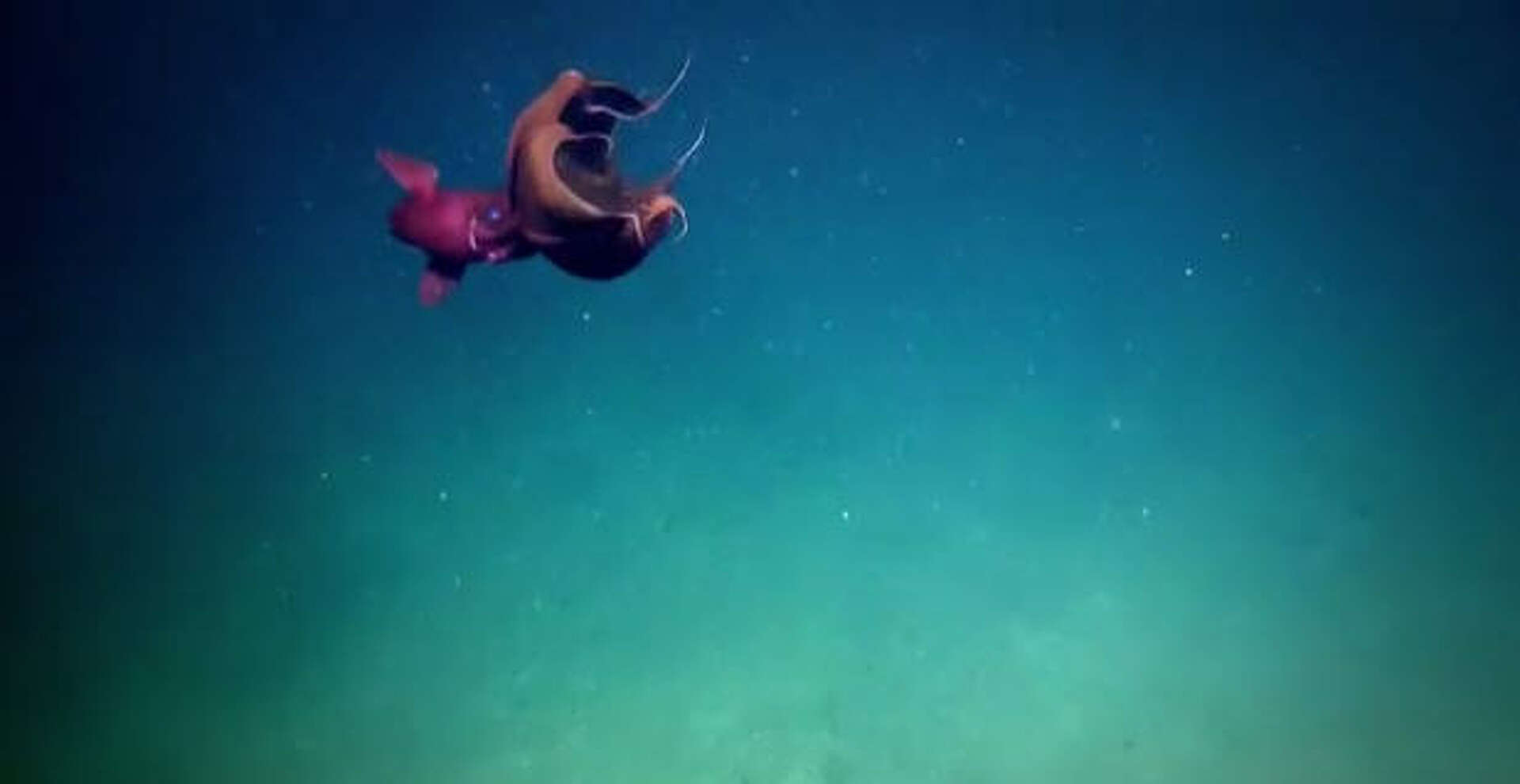 Vampire Squid From Hell 3200 Feet Under Sea Level Youtube 11 Best