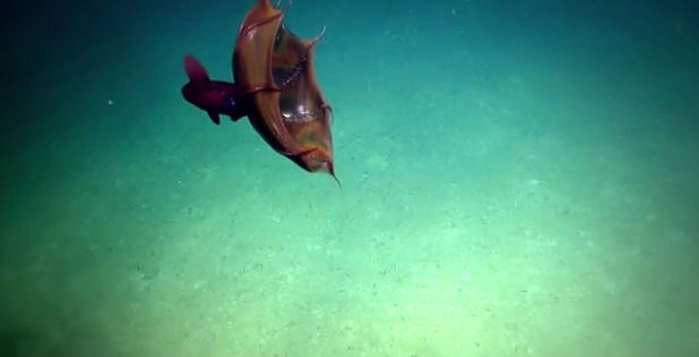 Deep sea explorers treated to rare Gulf sighting of Vampire Squid of Hell
