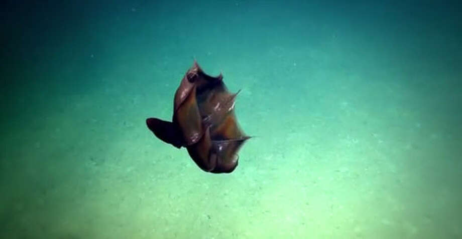 Deep sea explorers treated to rare Gulf sighting of Vampire Squid of ...