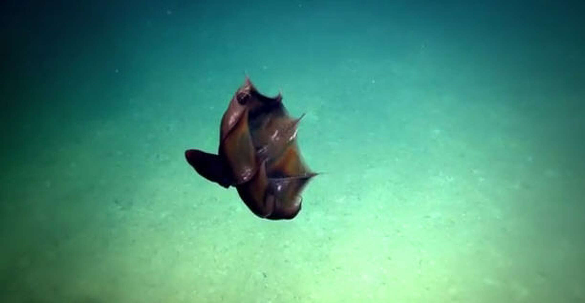 Deep sea explorers treated to rare Gulf sighting of Vampire Squid of Hell