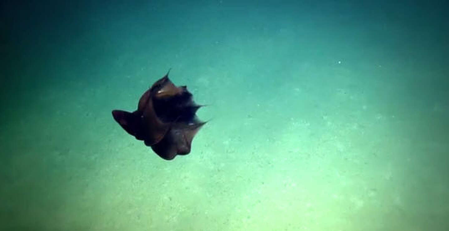Deep sea explorers treated to rare Gulf sighting of Vampire Squid of Hell
