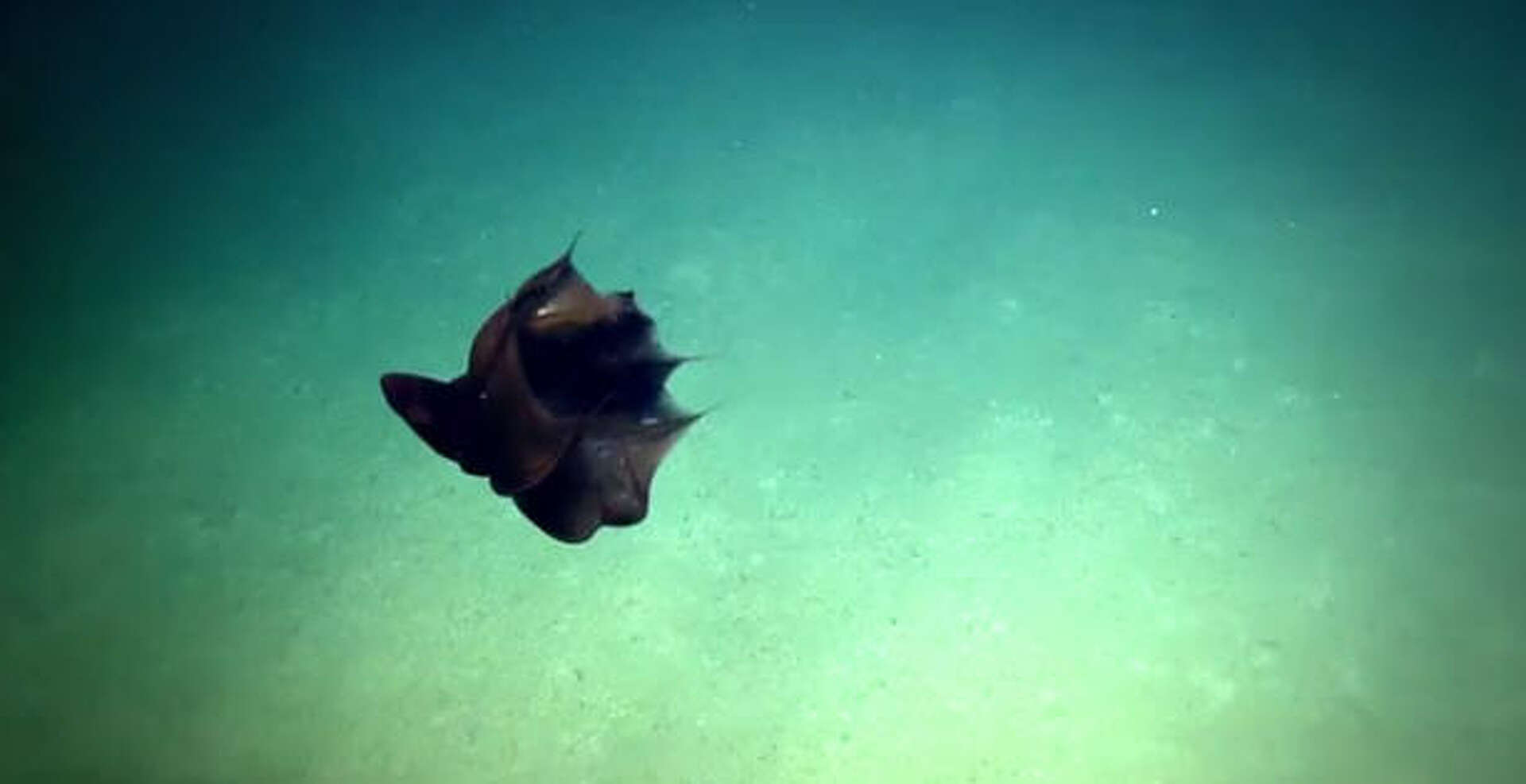 Deep sea explorers treated to rare Gulf sighting of Vampire Squid of Hell