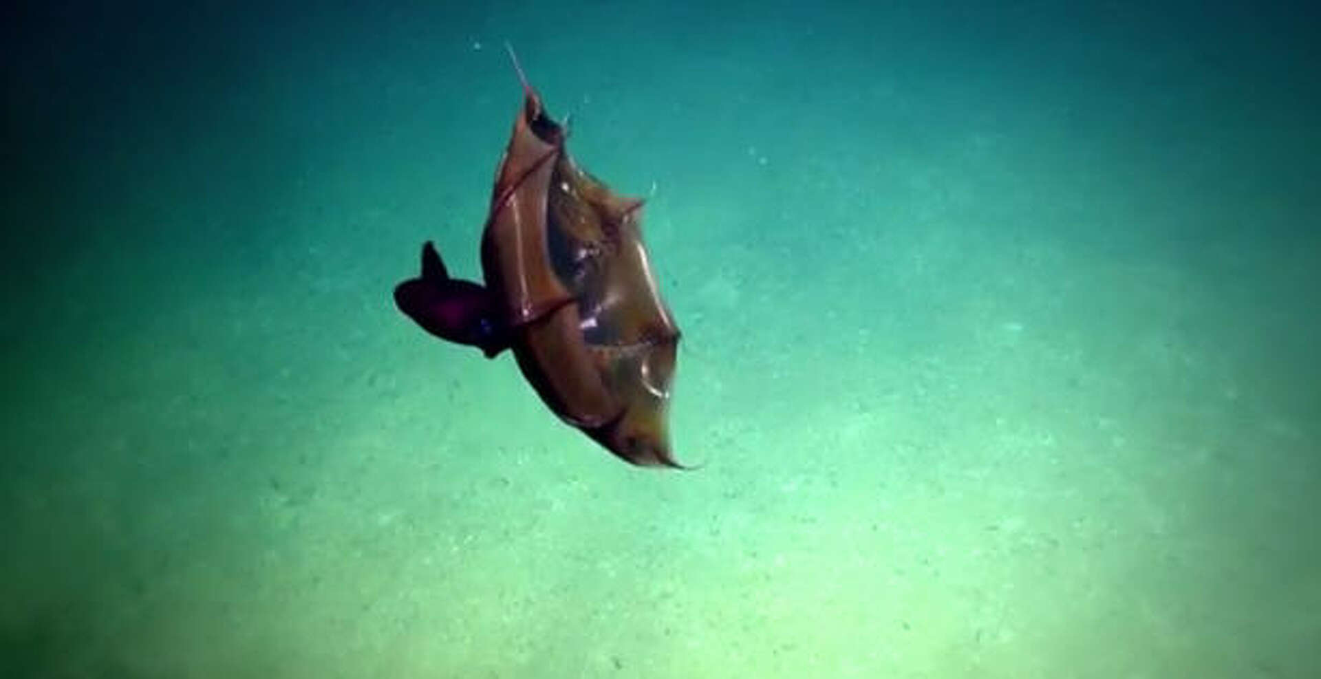 Deep sea explorers treated to rare Gulf sighting of Vampire Squid of Hell