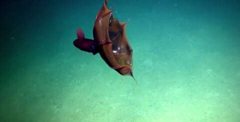 Deep sea explorers treated to rare Gulf sighting of Vampire Squid of Hell