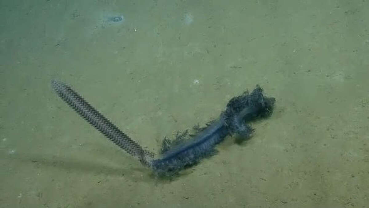 Deep sea explorers treated to rare Gulf sighting of Vampire Squid of Hell