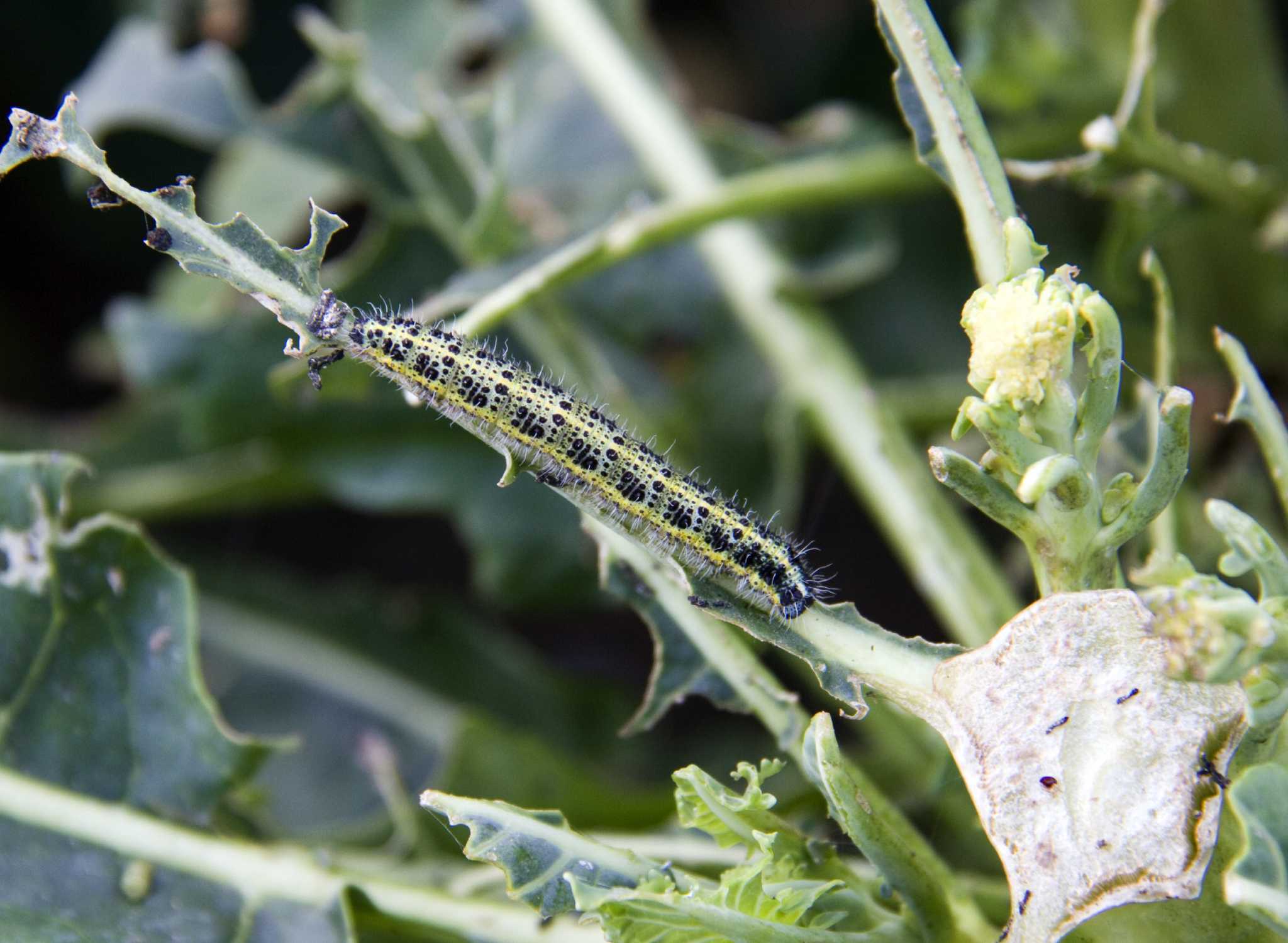 Organic pest controls