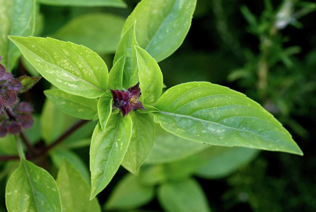 Trip to bountiful: Attractive city garden is good enough to eat