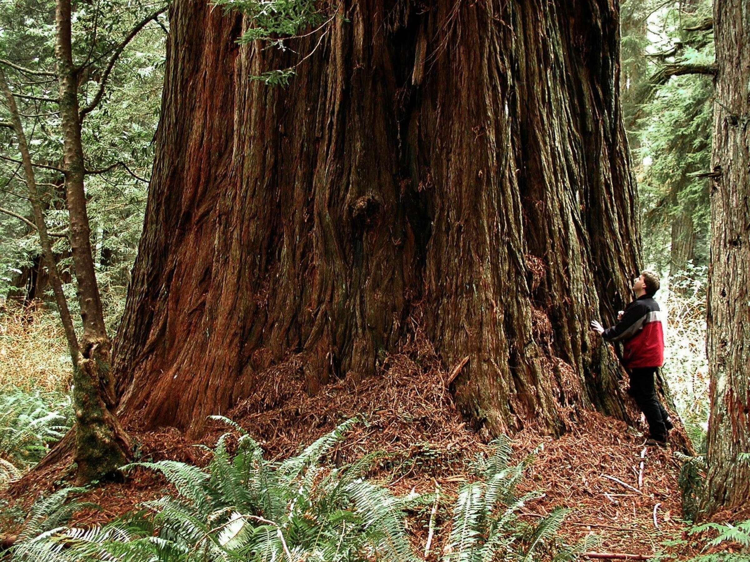 Explore the historic trees at Roy’s Redwoods