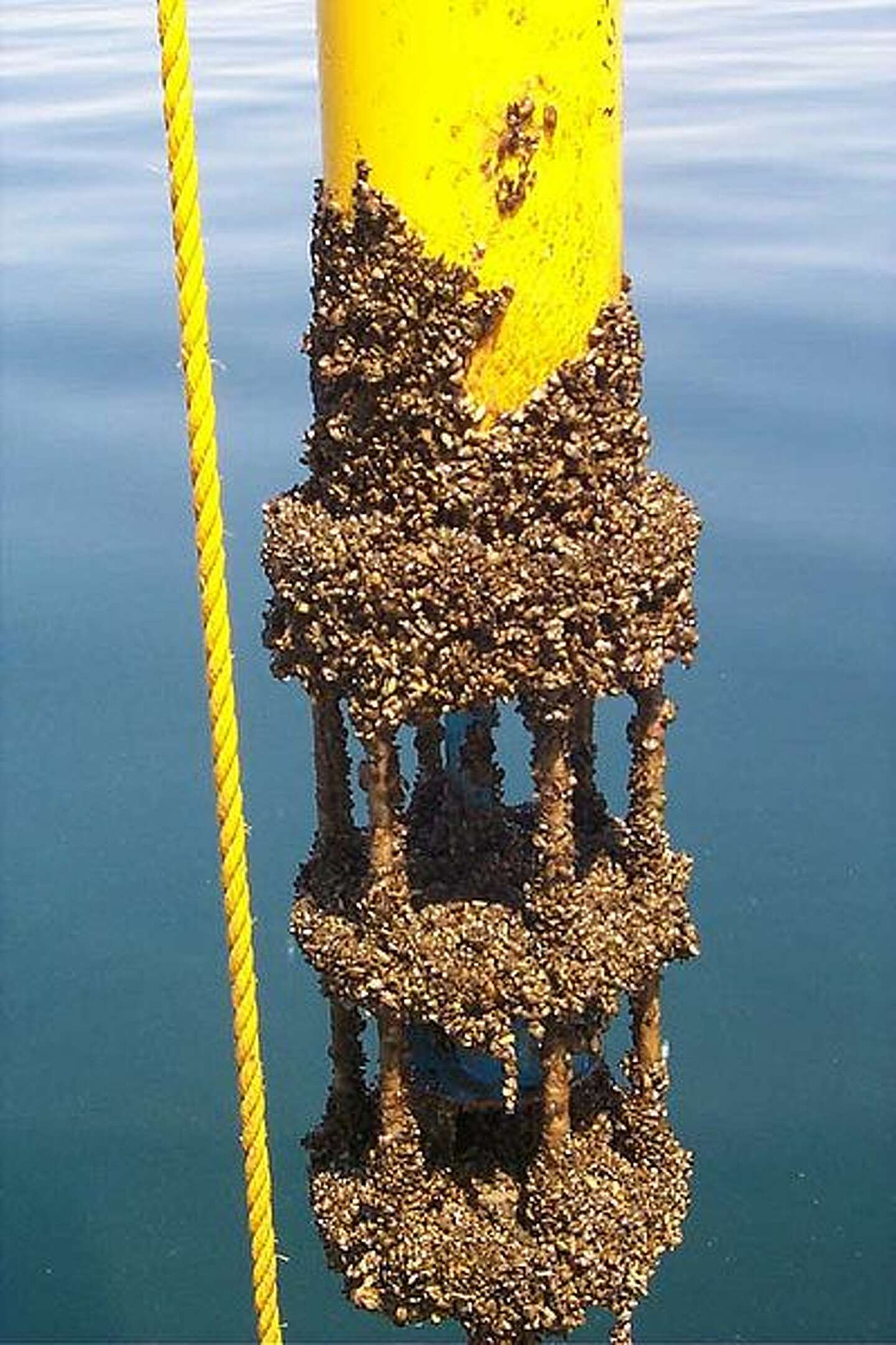 Invasive zebra mussels are infesting Texas lakes, TPWD says