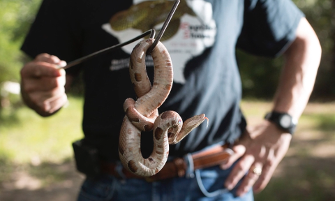 Early spring means more active snakes in central Texas