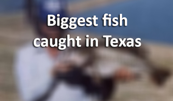Record catches in Texas: Coastal and inland fish