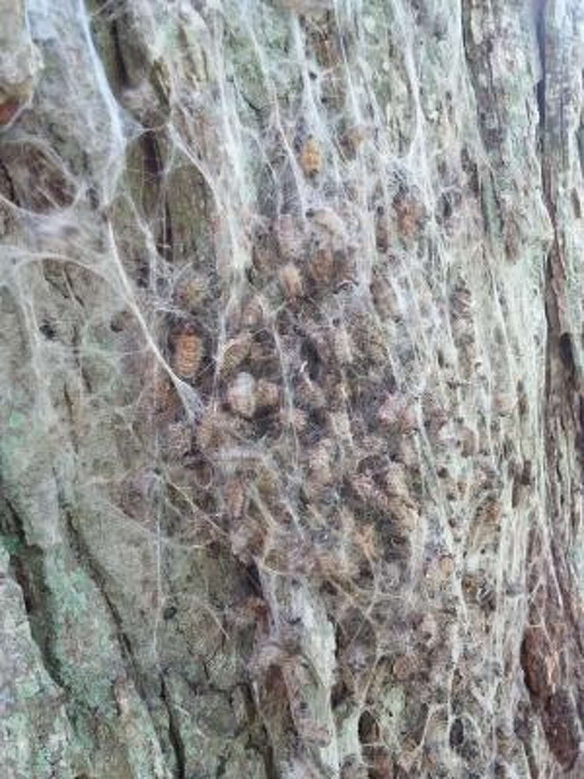 Walnut caterpillars wreak havoc on Fort Bend County pecan trees