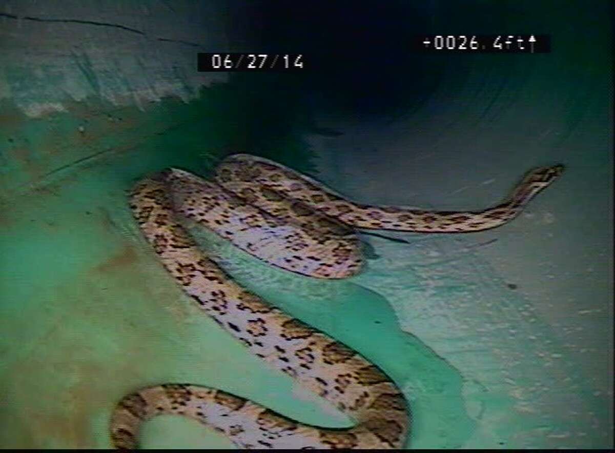 Creepy things clogging San Antonio's sewers