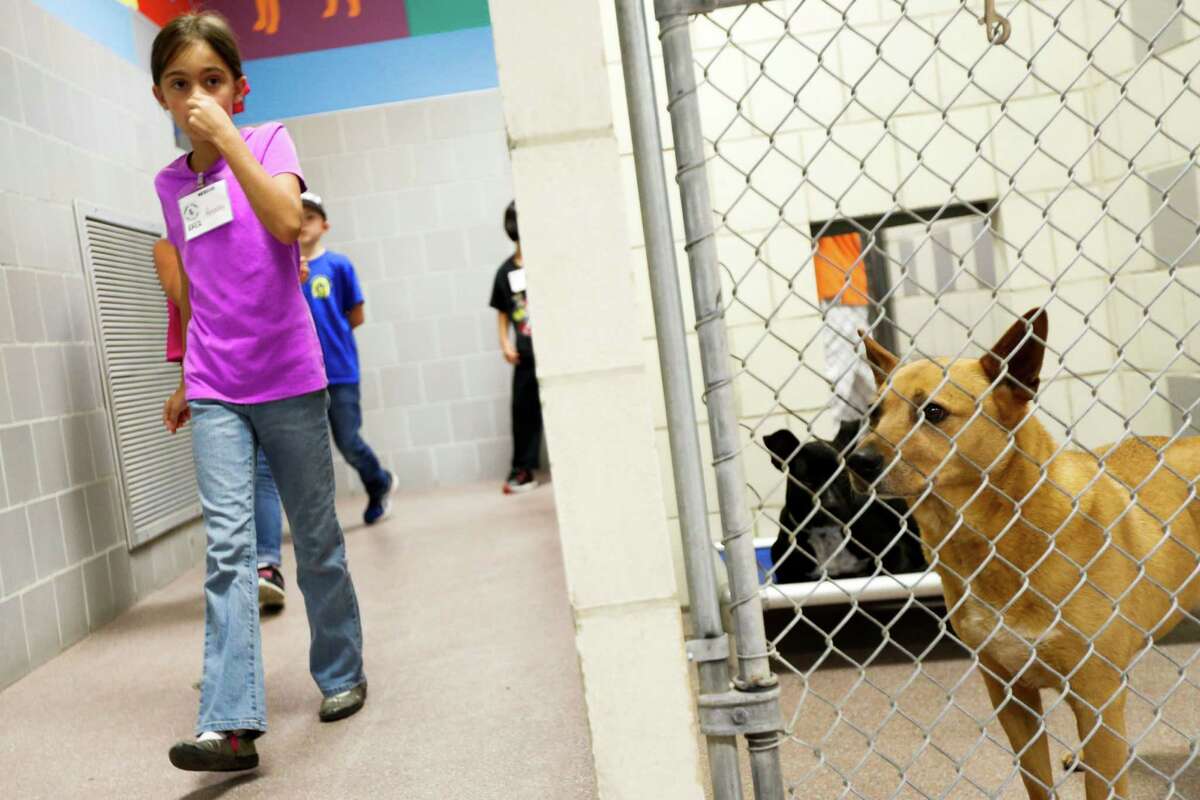 Local kids learn about rescued animals during the Houston SPCA Critter Camp