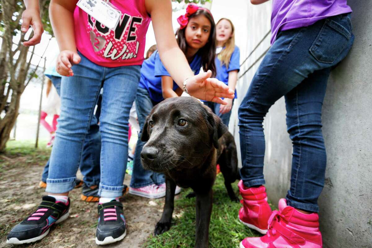 Local kids learn about rescued animals during the Houston SPCA Critter Camp