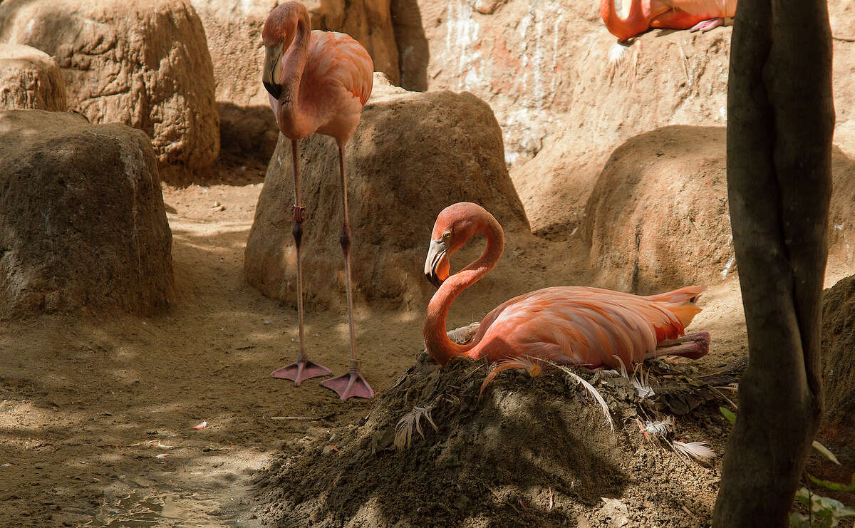 Flamingos born at San Antonio Zoo