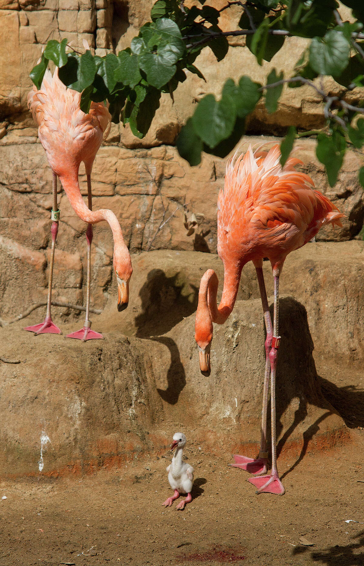 Flamingos born at San Antonio Zoo