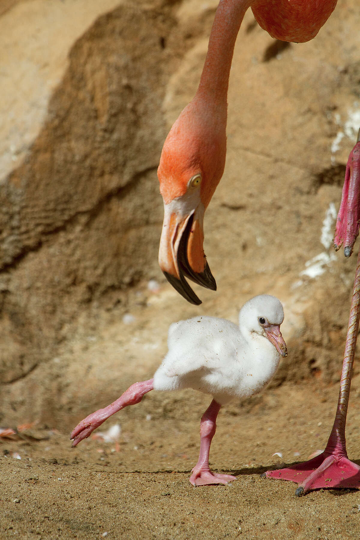 Flamingos born at San Antonio Zoo