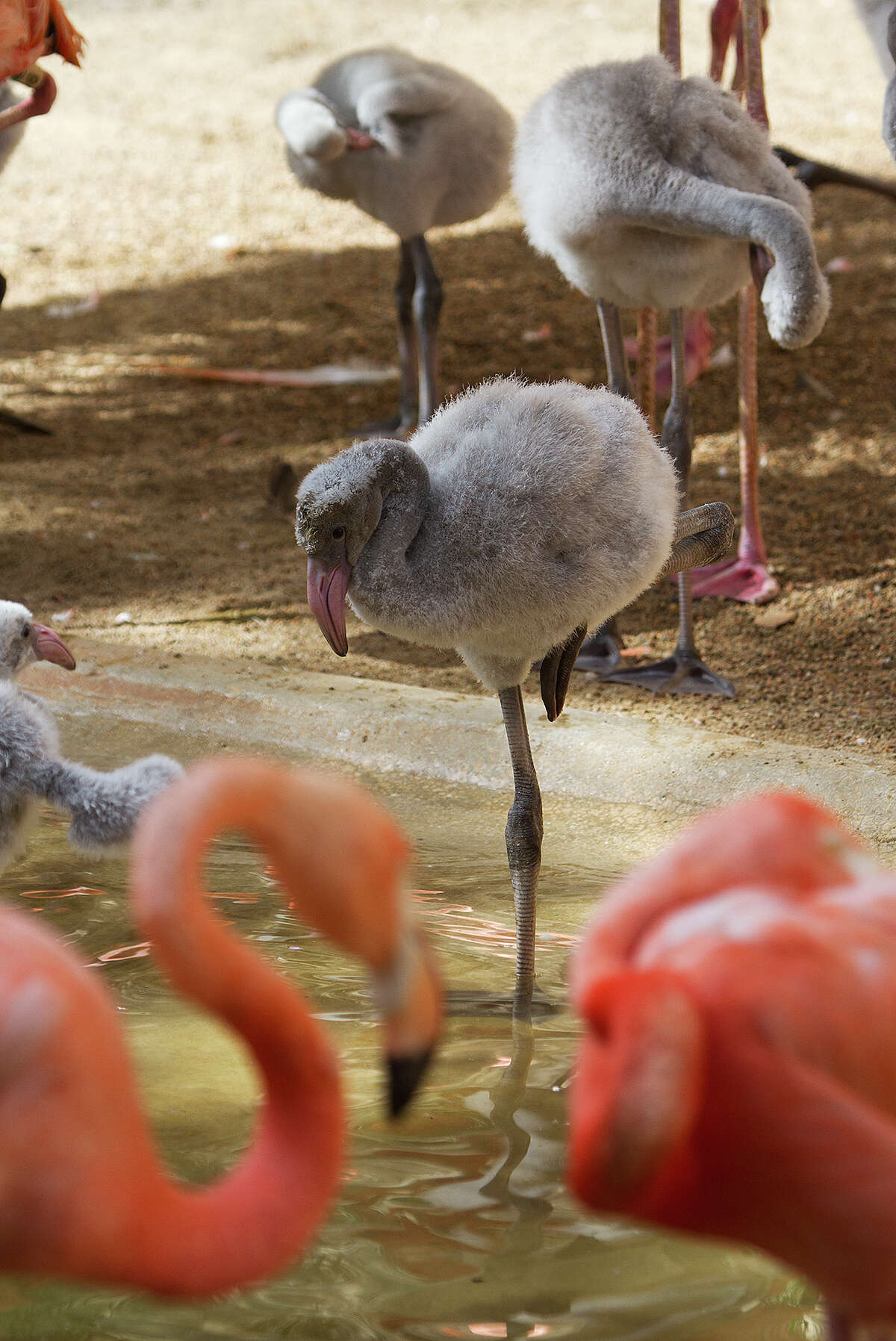 Flamingos born at San Antonio Zoo