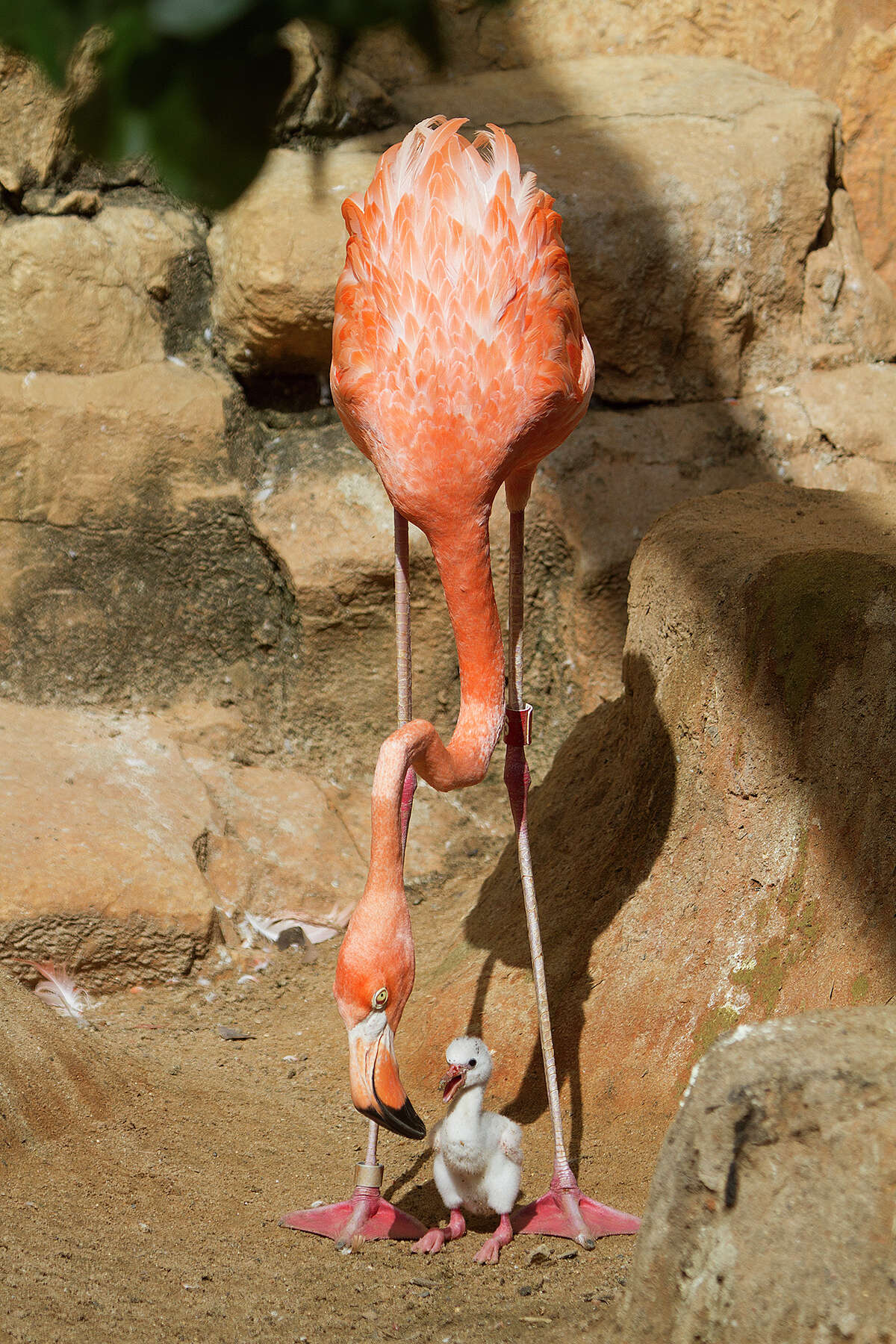 Flamingos born at San Antonio Zoo