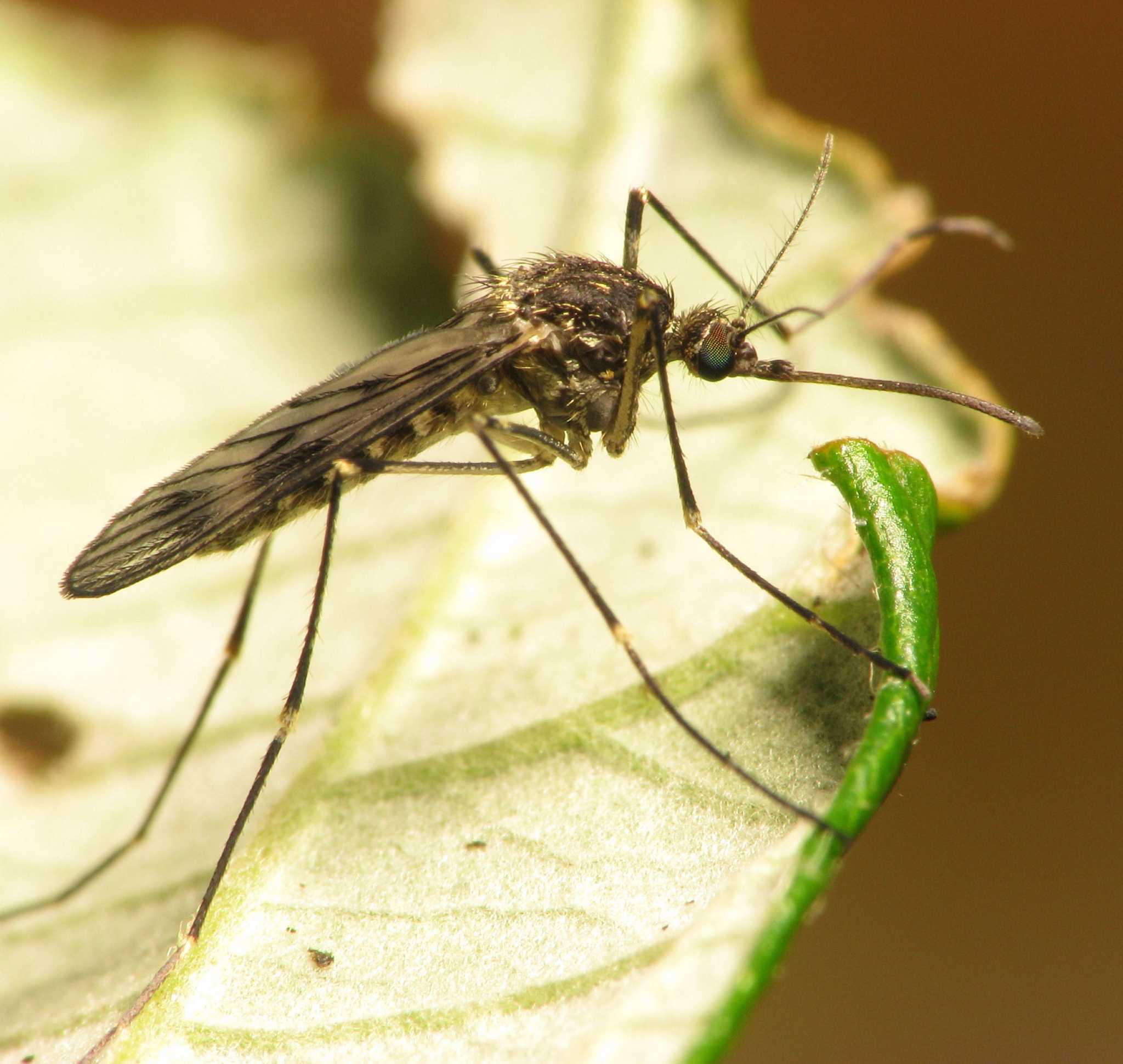 Rain brought bugs along with green lawns and flowers