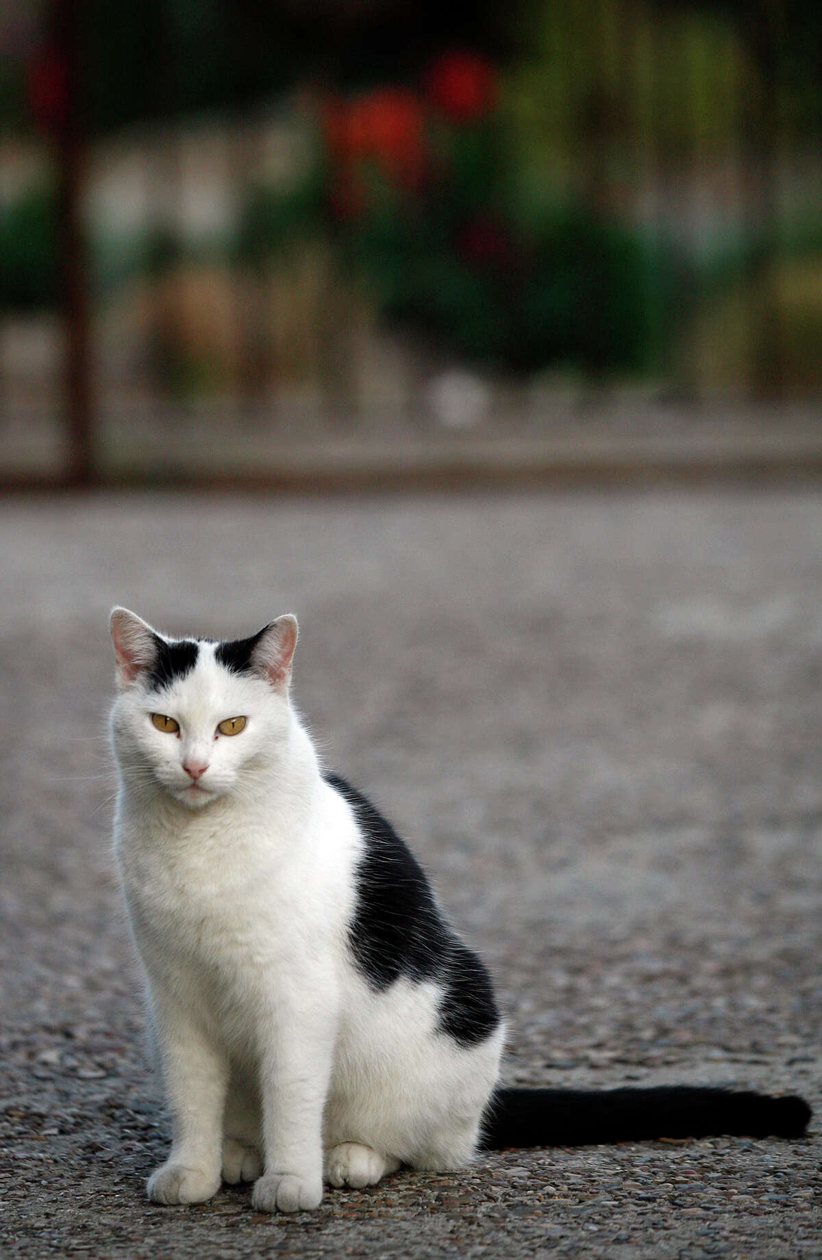 The Alamo has a new official cat and she's extremely adorable