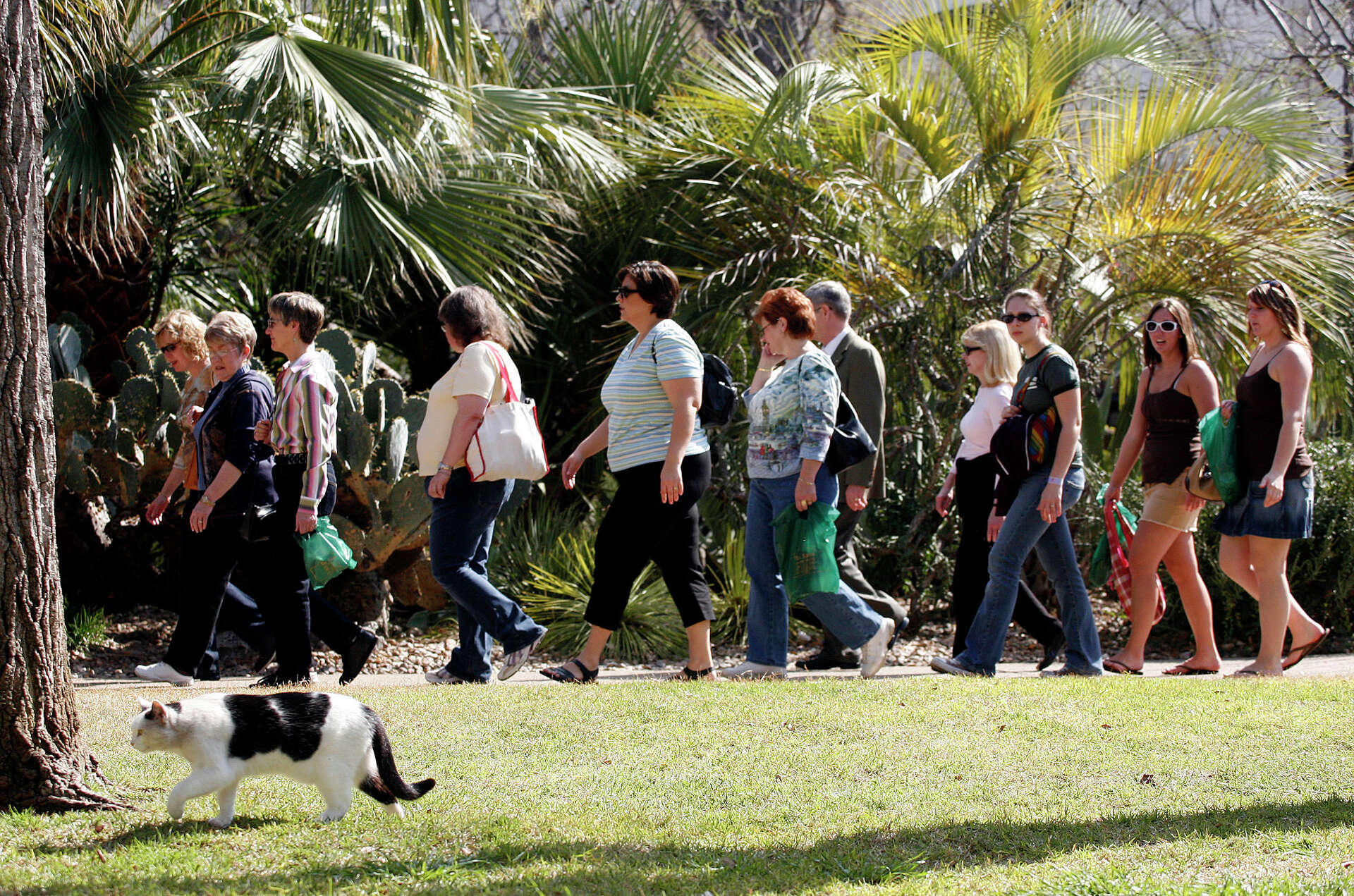 Alamo's official cat dies
