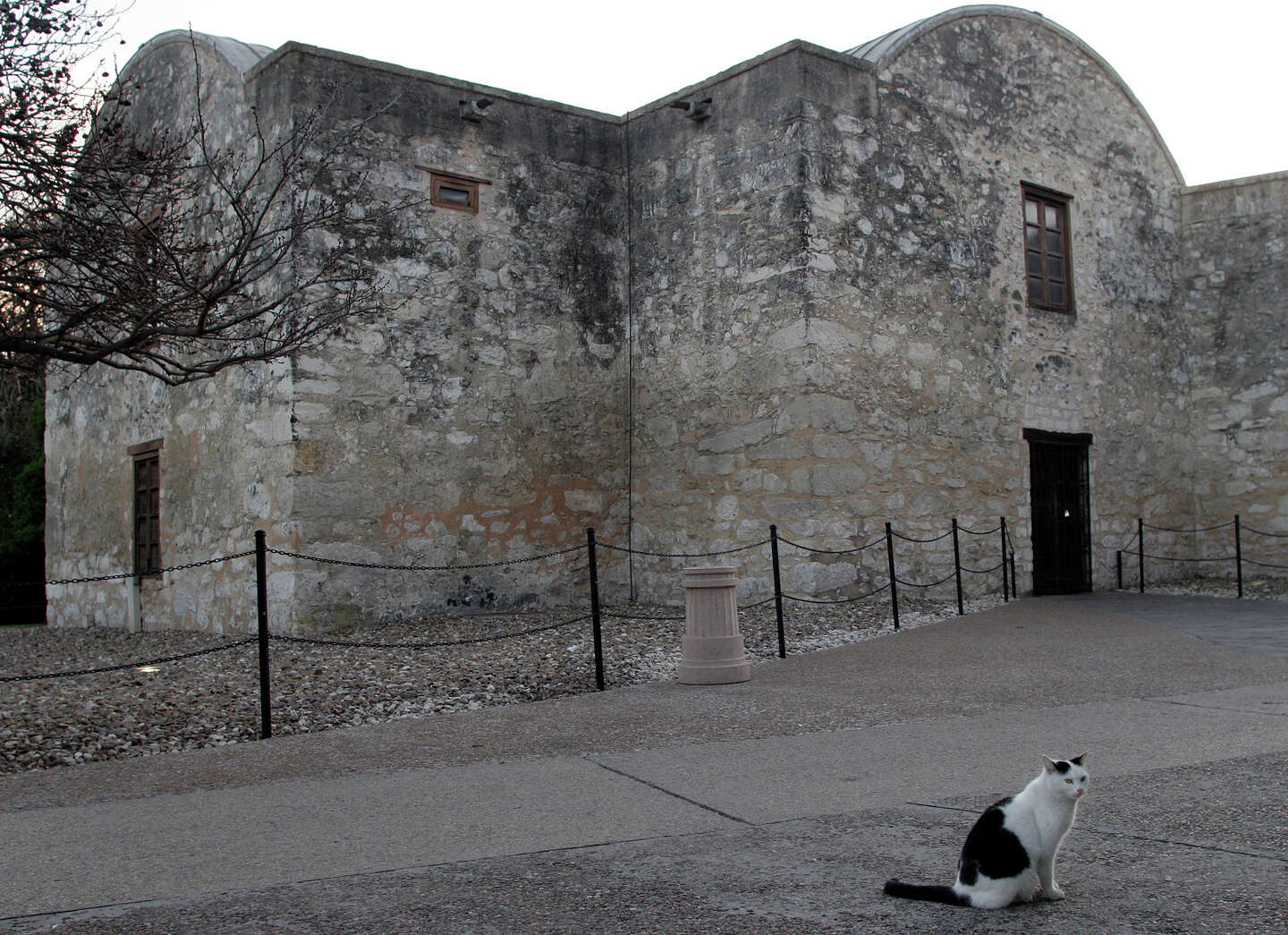 Alamo's official cat dies