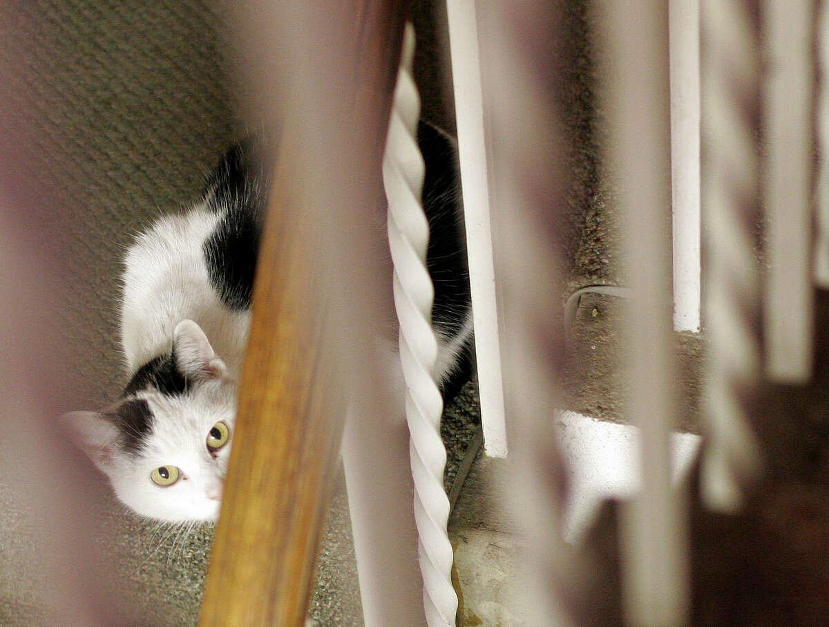 The Alamo has a new official cat and she's extremely adorable