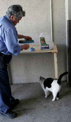 Alamo's official cat dies