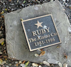 Alamo's official cat dies