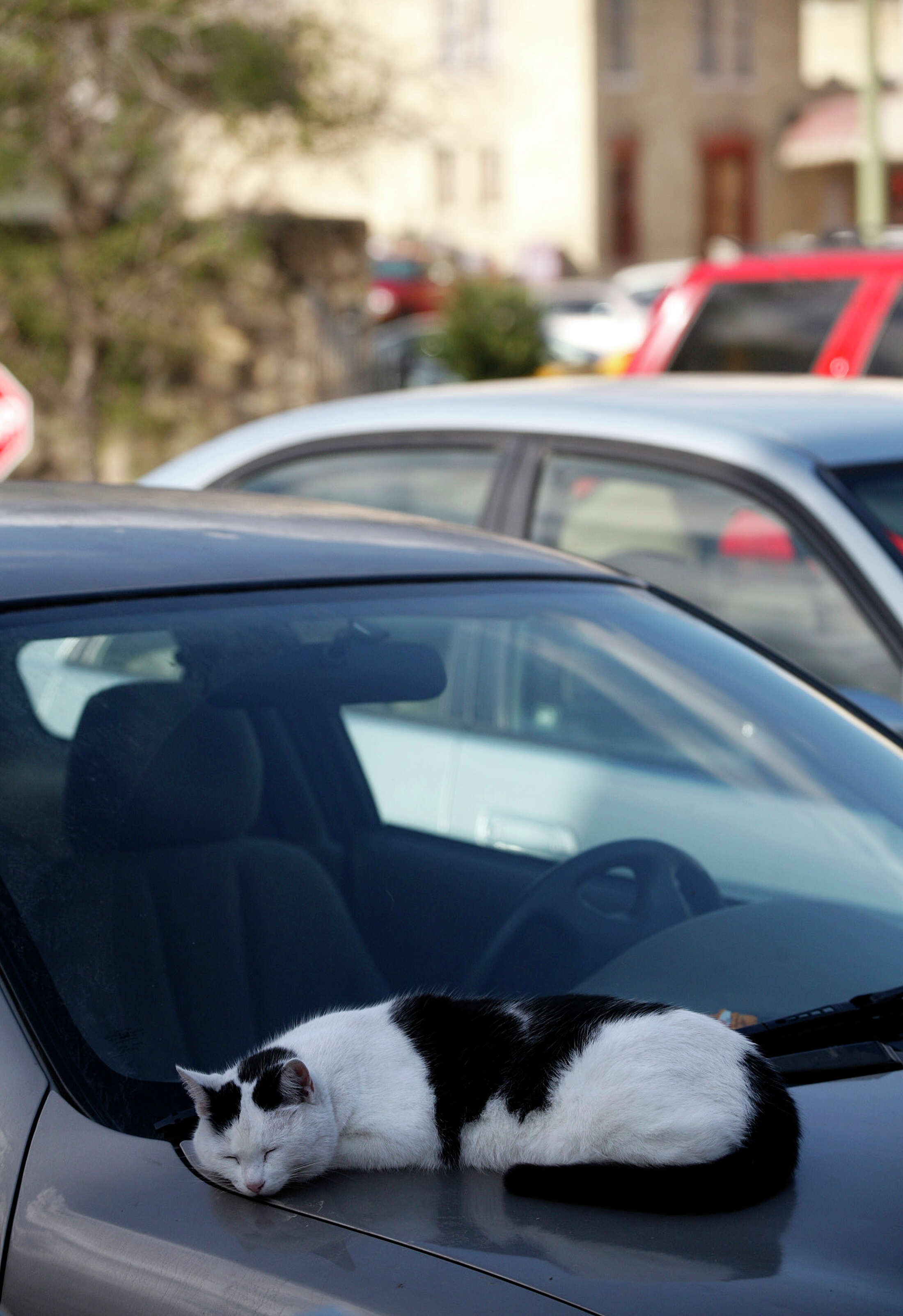 Alamo's official cat dies