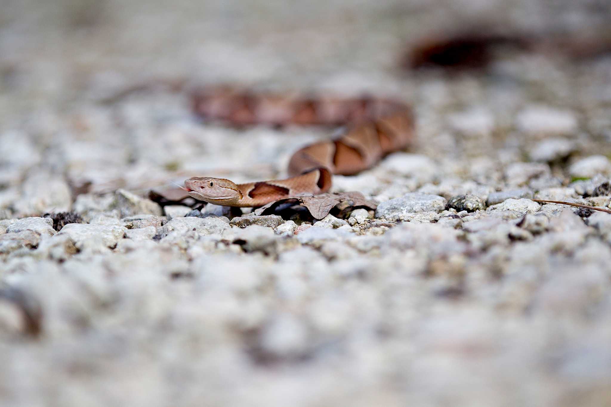 Tips to avoid snakes and deal with snakebites